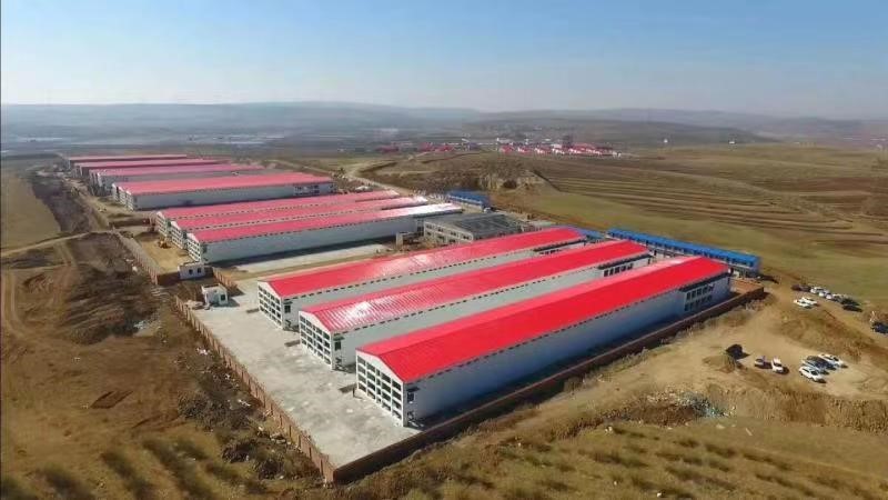 Layer coop and pullet coop construction in Inner Mongolia