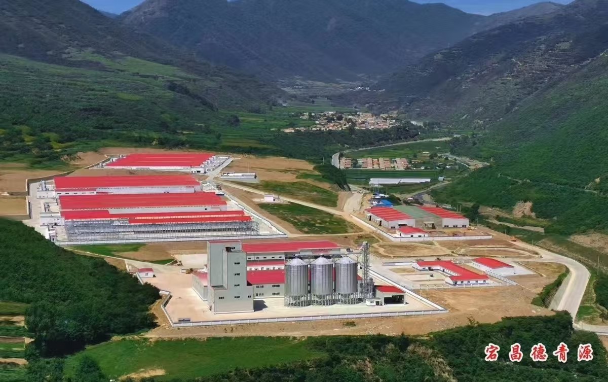 Complete set of automatic layer and pullet breeding equipment solutions