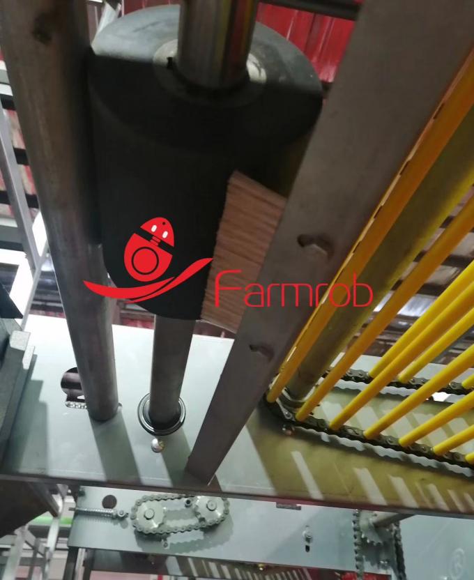 Automatic Poultry / Chicken Egg Collection System For Laying Hen