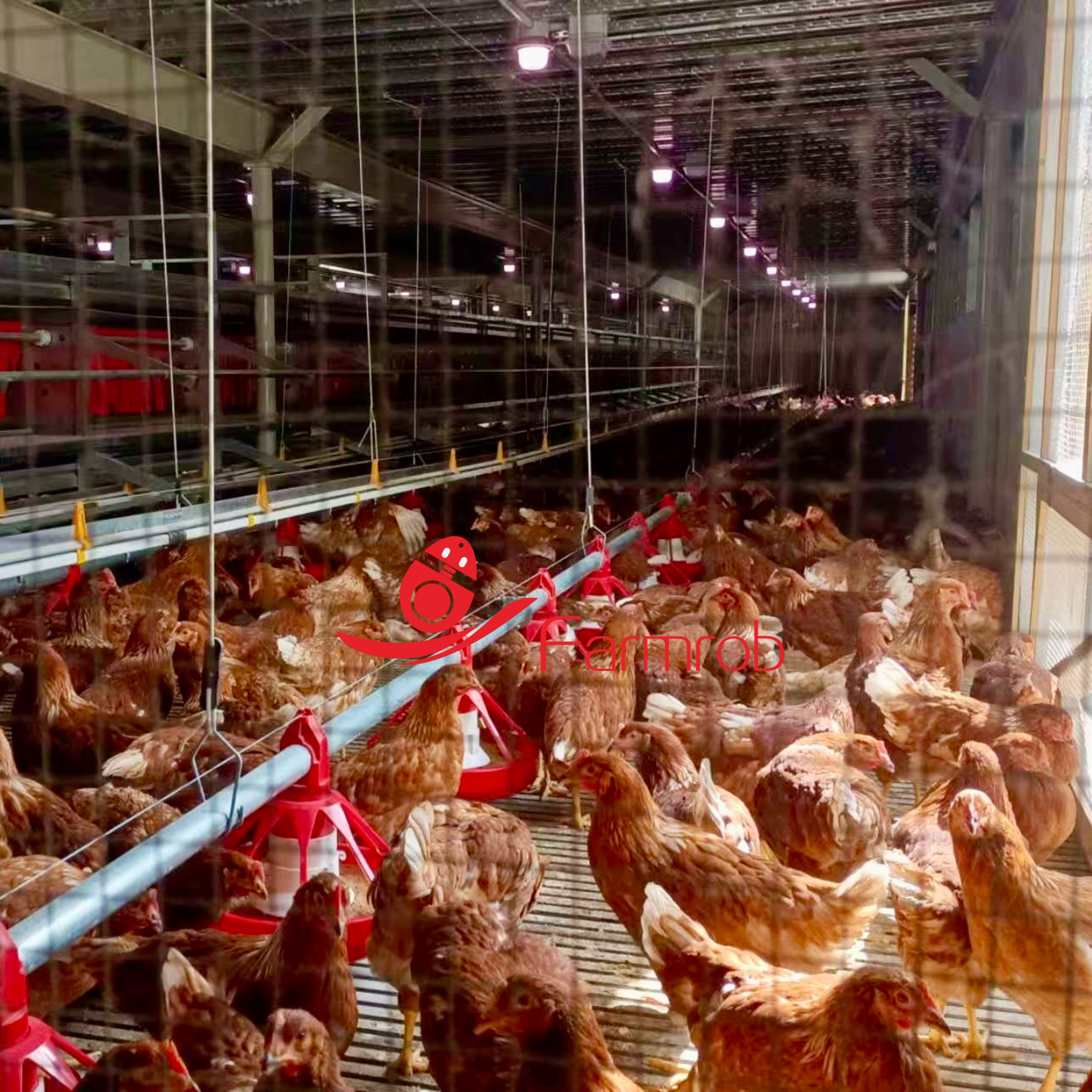 2 Tiers 3 Tiers Cage Free System Automatic Cage Free Egg Production Systems Animal Welfare Solutions