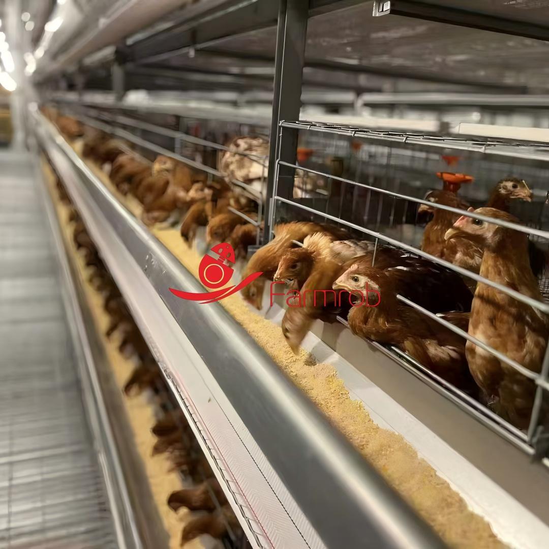 Easy-to-use Layer Chicken Cage System Precise Control