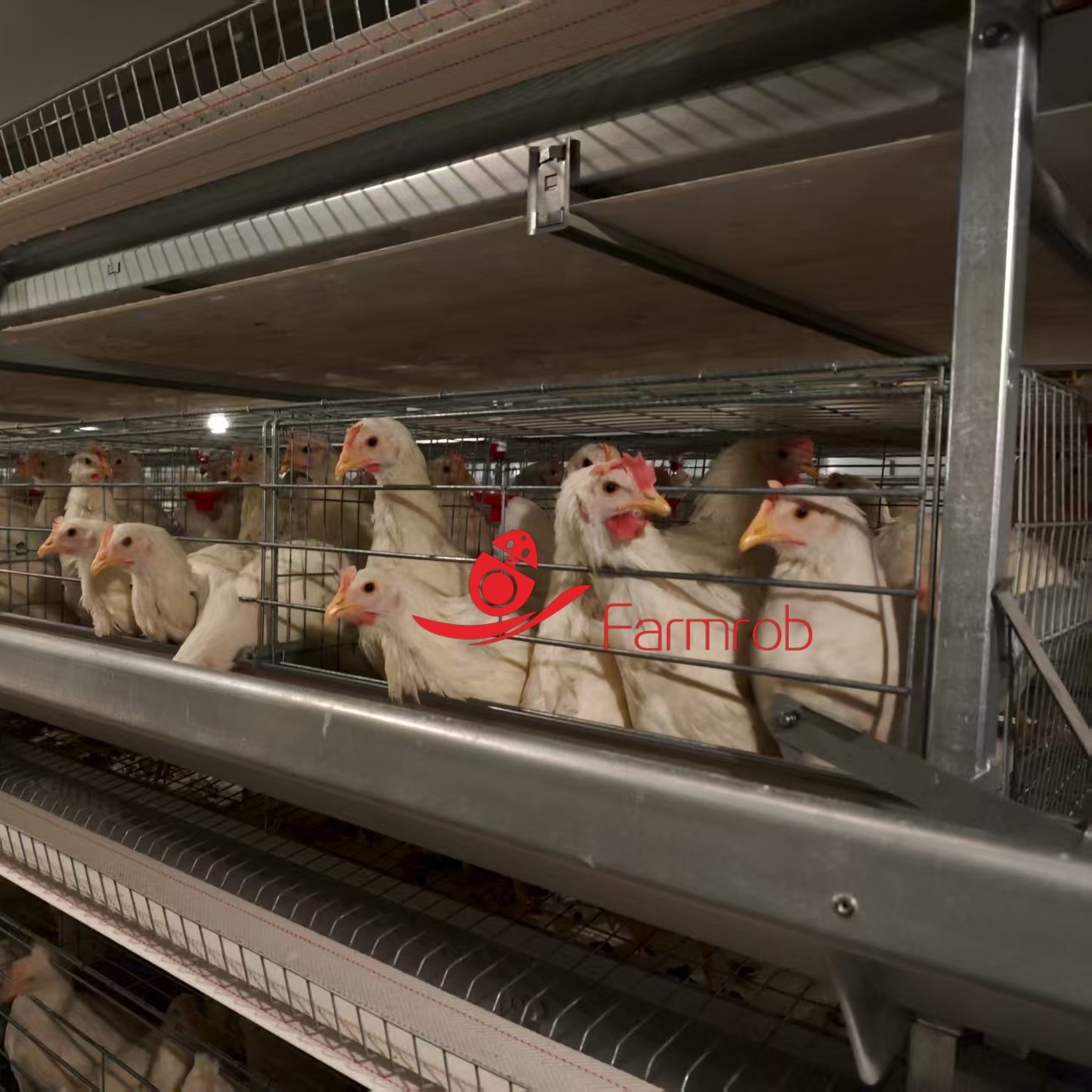 30000 Layer Chicken Cage System Smart System