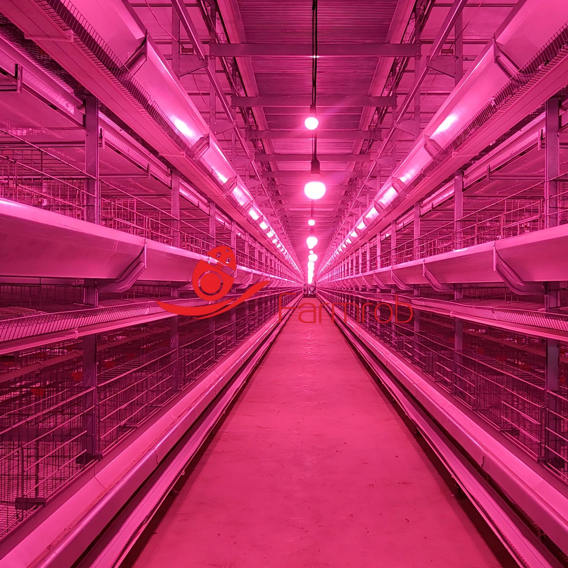 Automated Layer Chicken Cage System with Climate Control