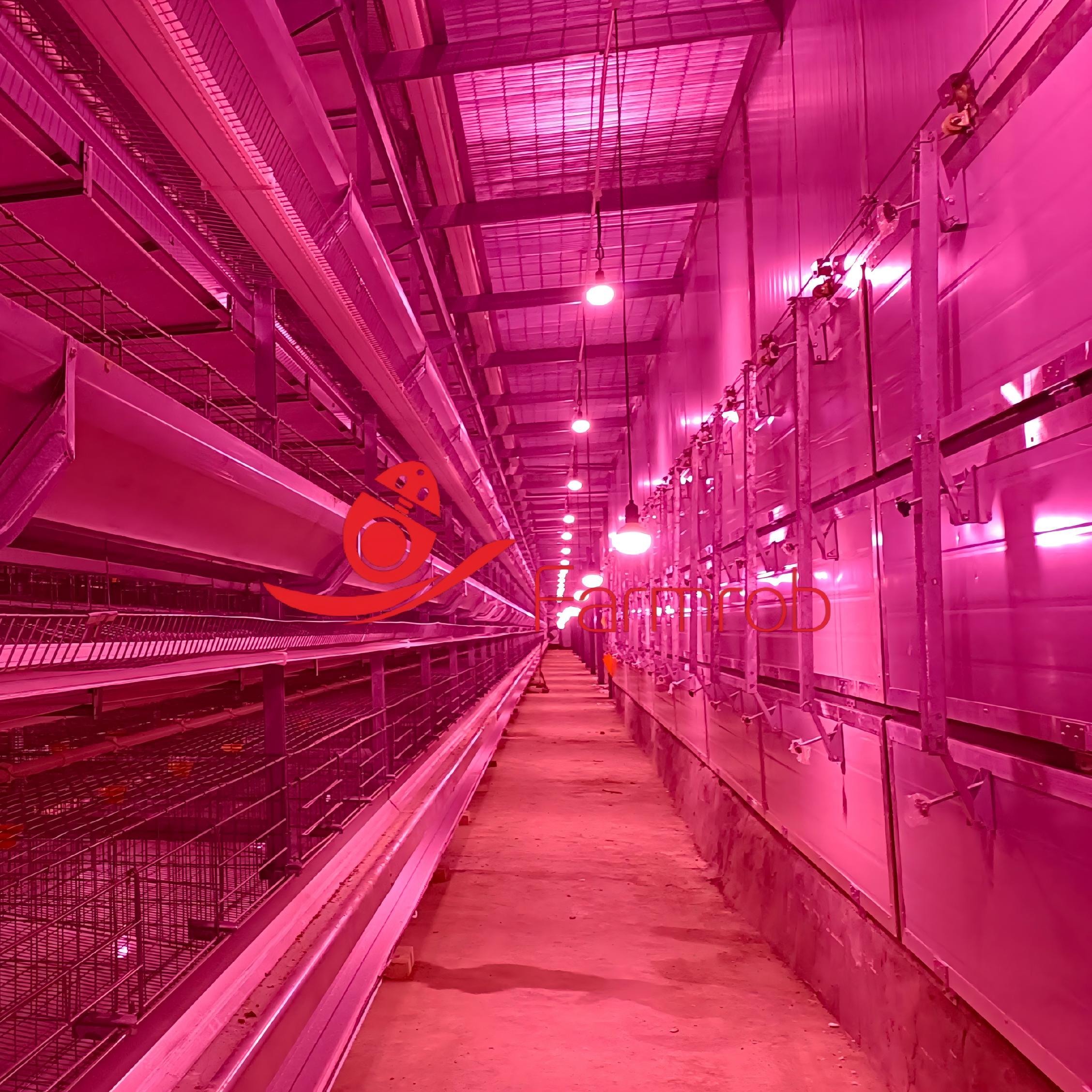 Automated Layer Chicken Cage System for High Egg Production
