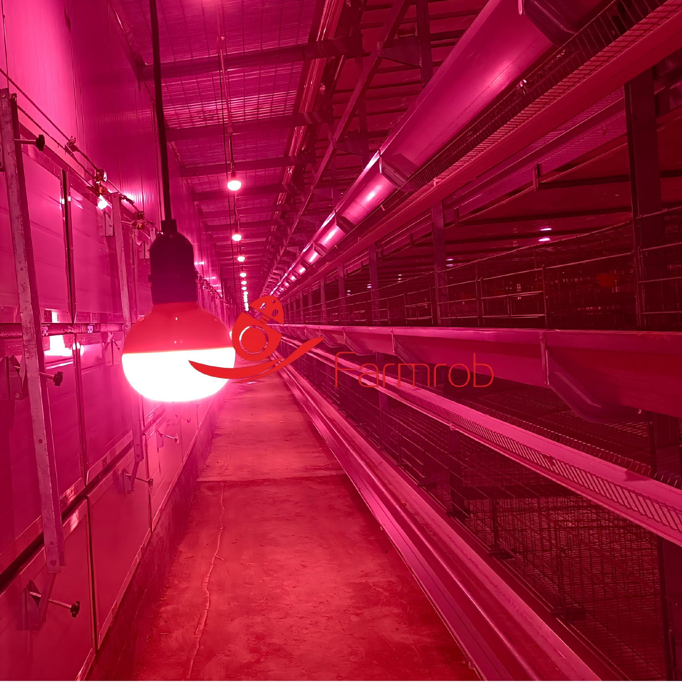 H-Type Layer Chicken Cage System with Full Automation