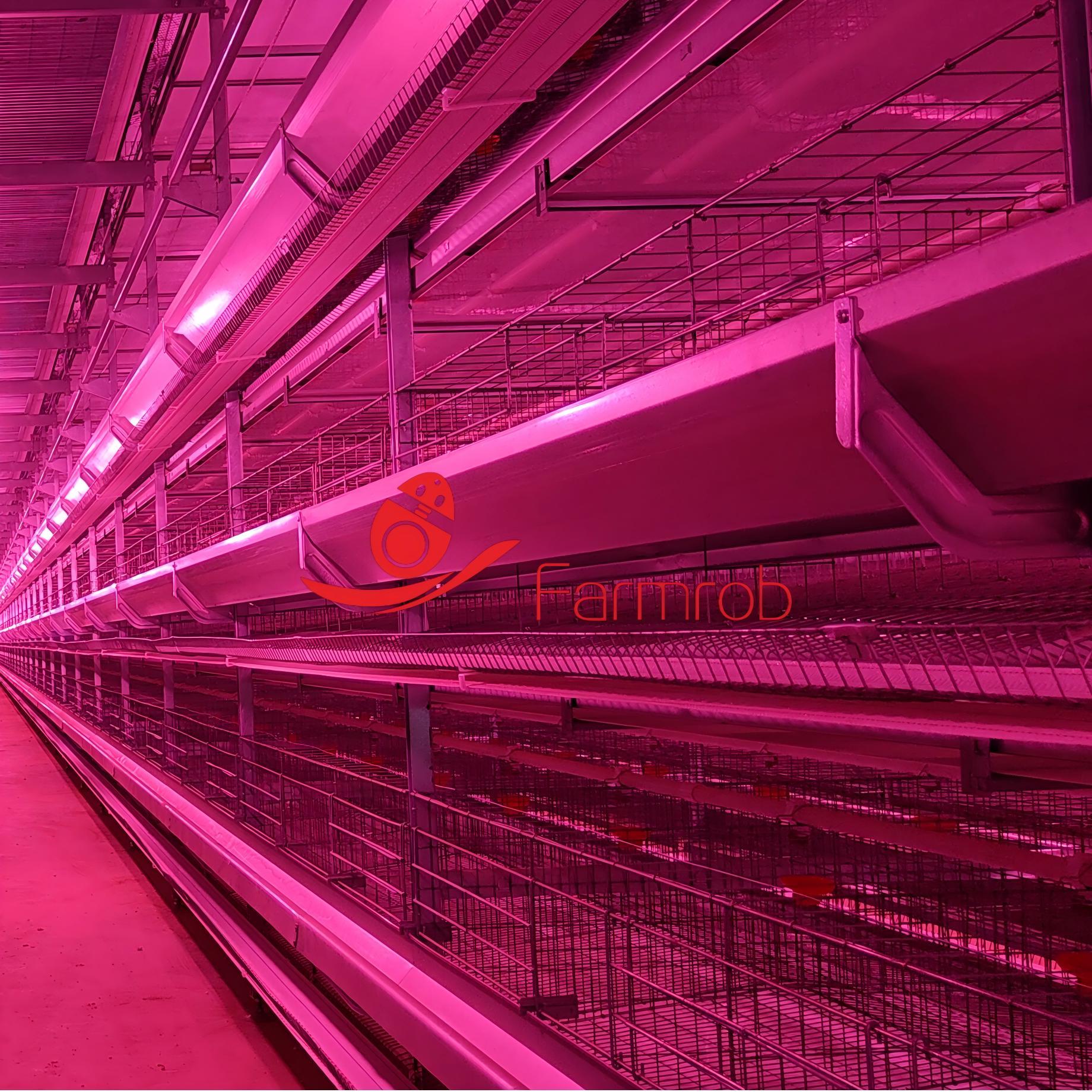 Automated Layer Chicken Cage System for Poultry Farms