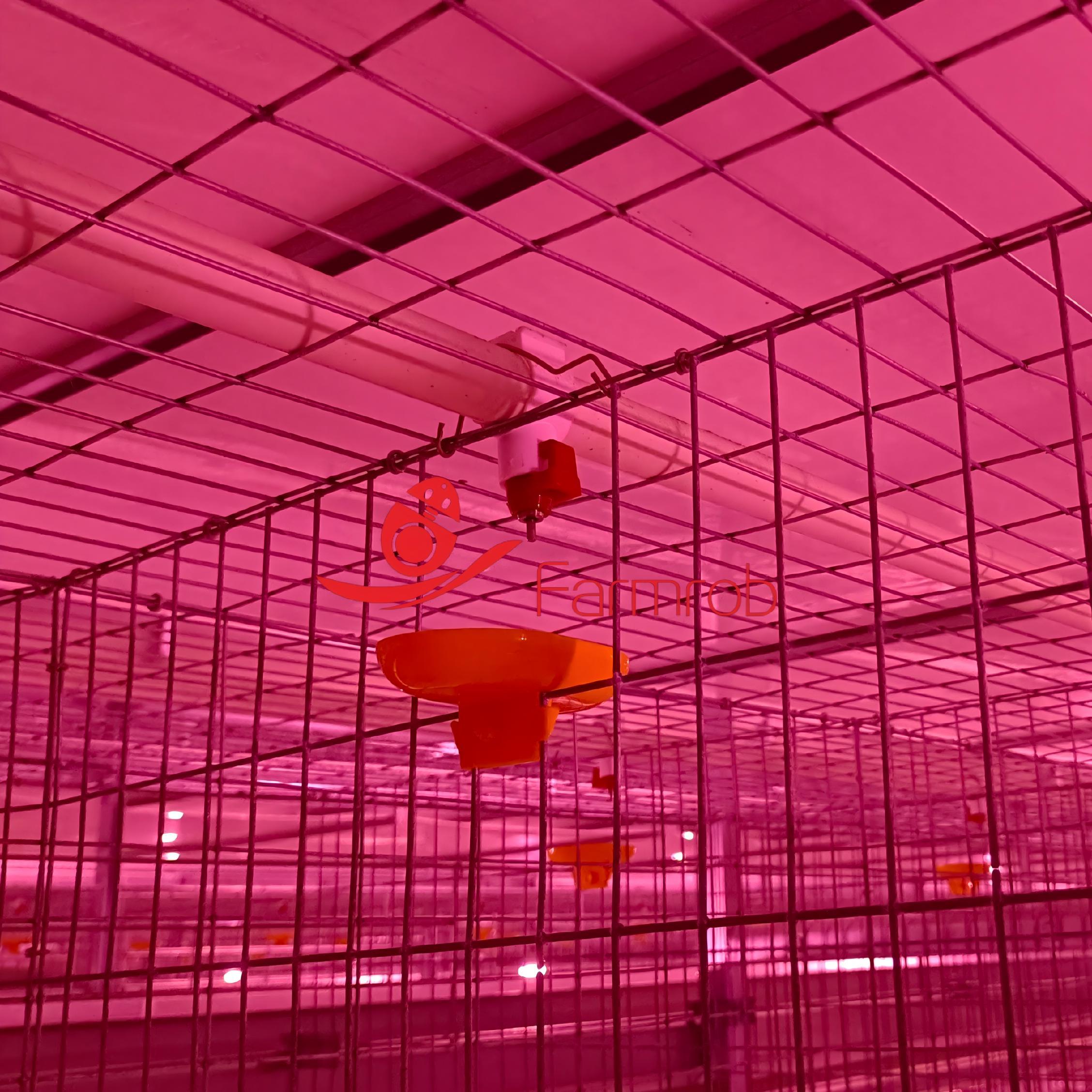 Automatic Drinking System for Layer Chicken Cages | Farmrob
