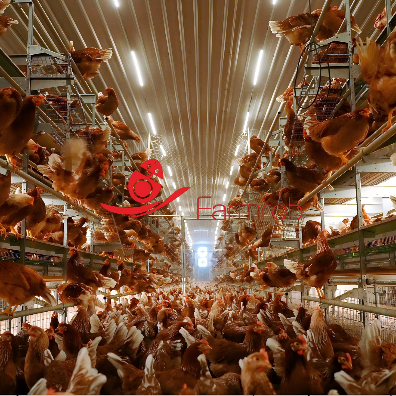 Advanced Multi-tier Cage Free System with Perches for Poultry Farms