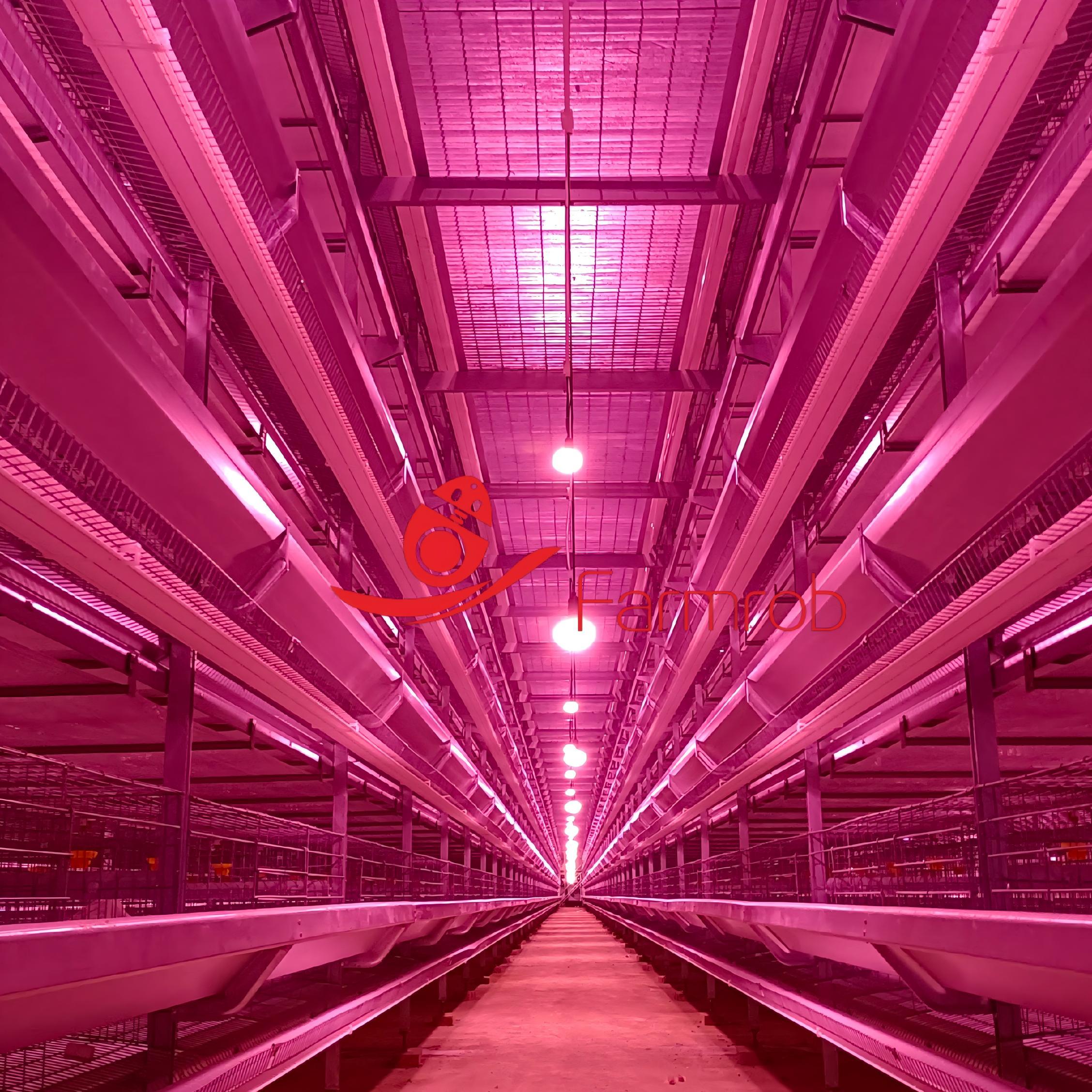 Advanced Layer Cage System for High-Efficiency Poultry Farming