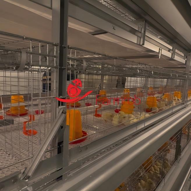 30000 Birds Poultry Battery Cage System for Layer Farms