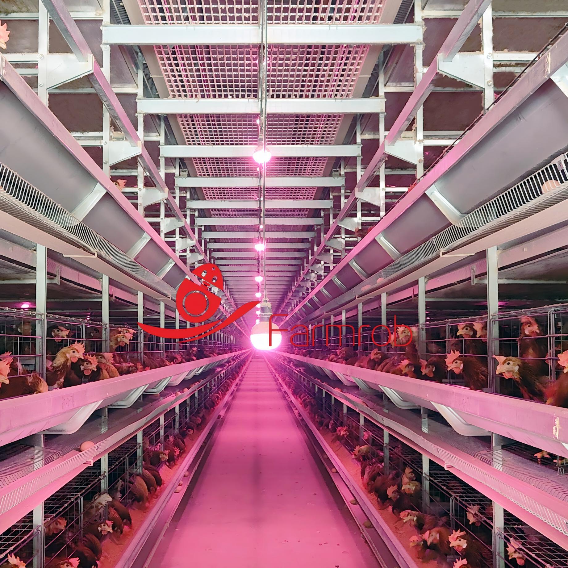 Uniform Feeding Layer Chicken Cage System for Poultry Farms