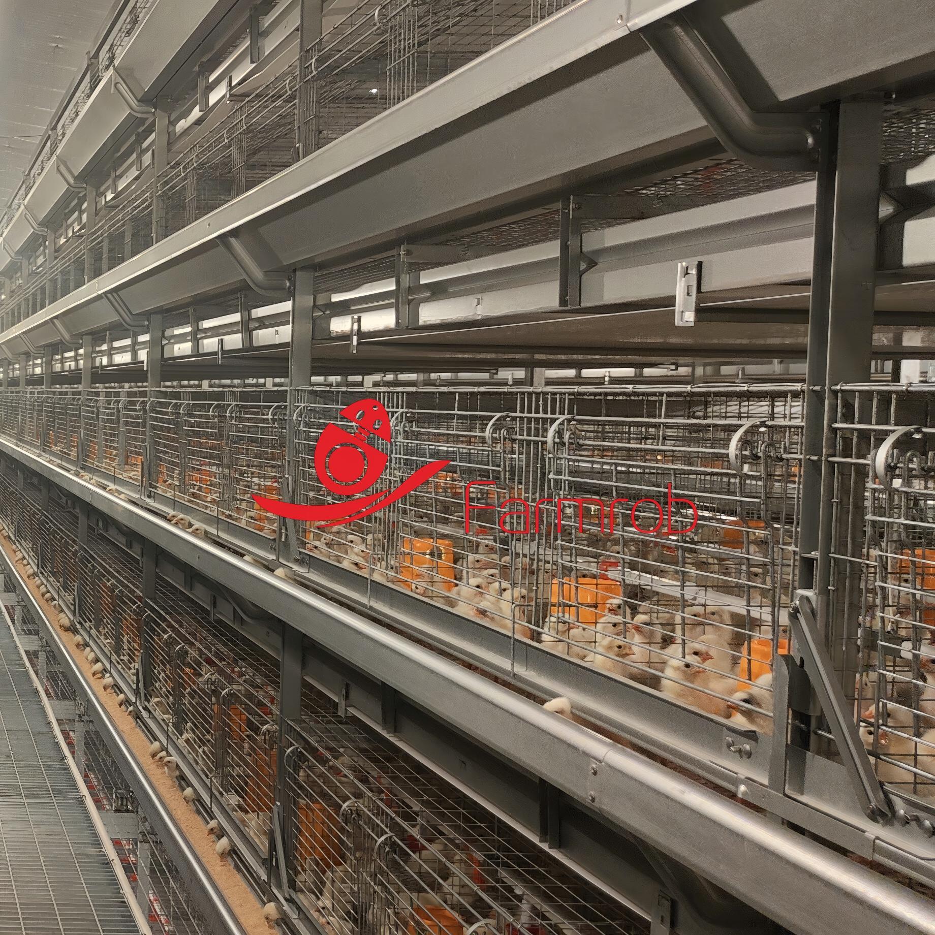 100000 Pullets Poultry Battery Cage System - Durable & Automated