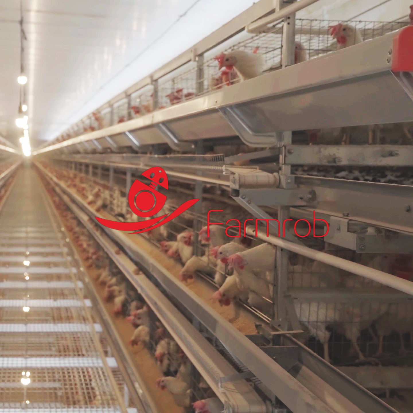 Automatic Layer Chicken Cage System for Vietnam Farms