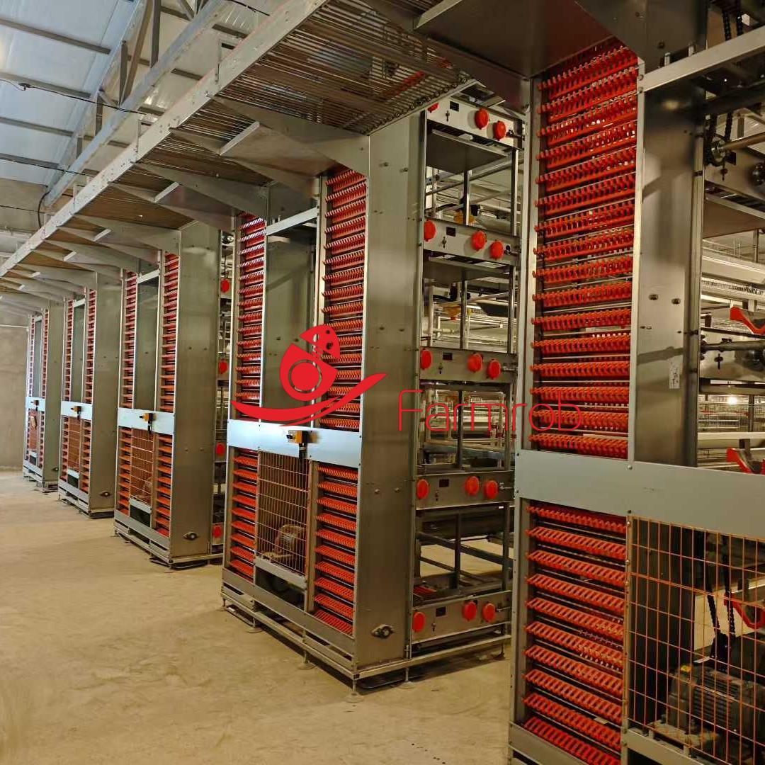 Automated Layer Chicken Cage System for Poultry Farms