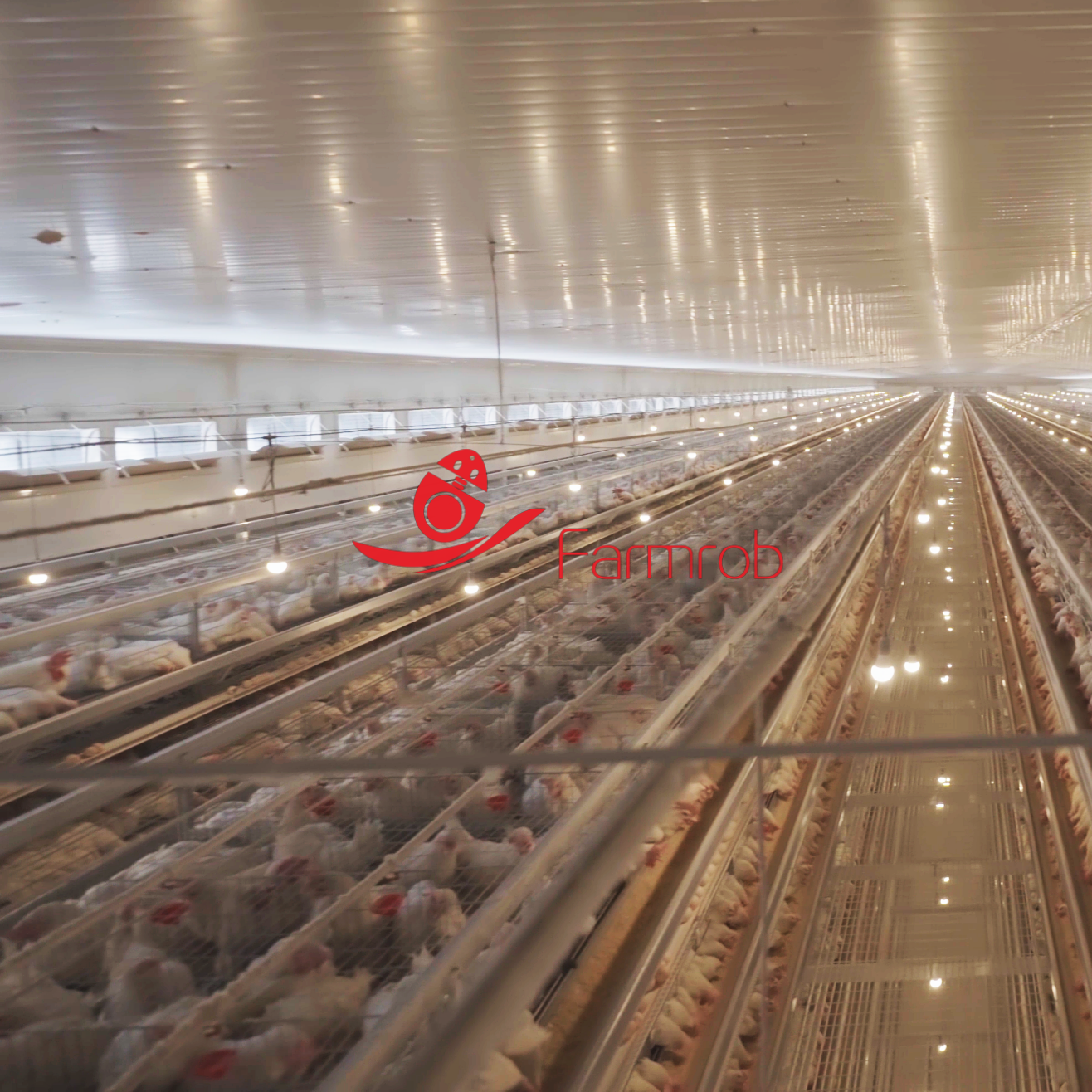Heavy-Duty Layer Chicken Cage System with Automation