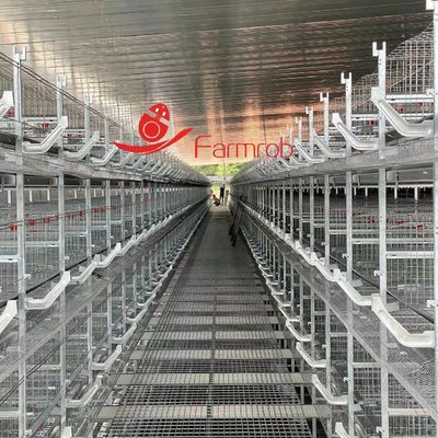 1800×600×430mm H Type Poultry Battery Cage System Low Egg Breakage Rate ...