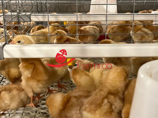 Enriched 3-Tier Poultry Cage System Stable Baby Chick Cage