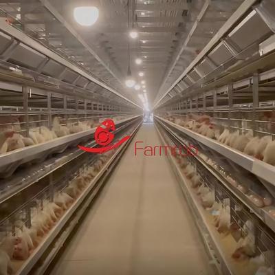 Considerable Returns Layer Chicken Cage System Stable Egg Lift