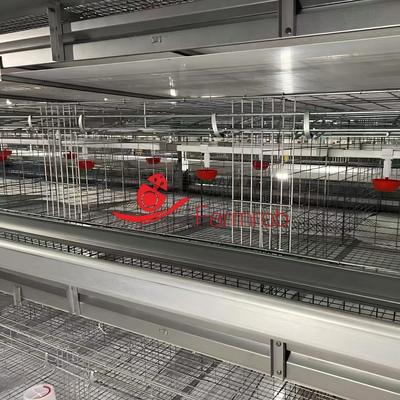 30000-60000 Poultry Battery Cage System for Enhanced Pullet Welfare and ...